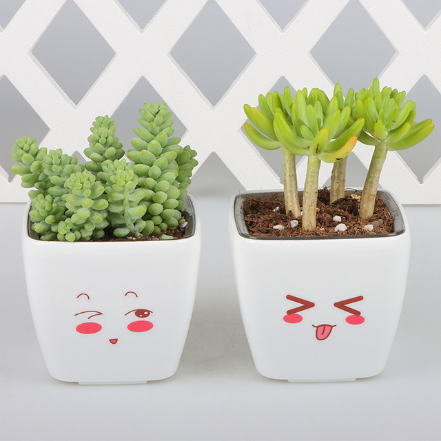 Self-absorbing small flower pots, succulent plant pots, creative ...