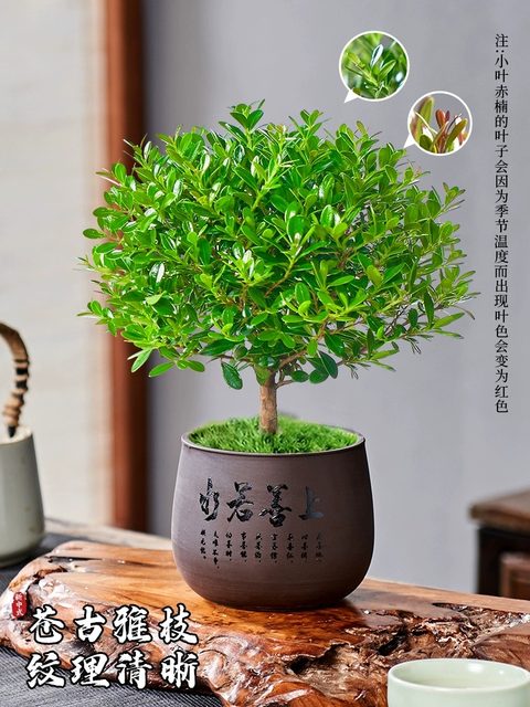 Small-leaf red nan old pile seedlings red sandalwood micro-landscape ...