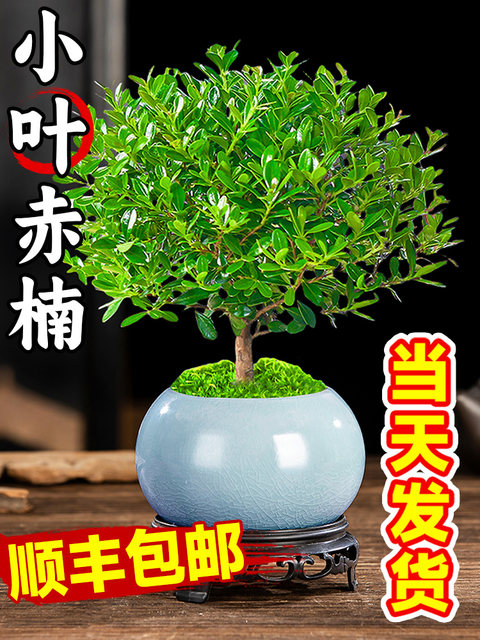Small-leaf red nan old pile seedlings red sandalwood micro-landscape ...