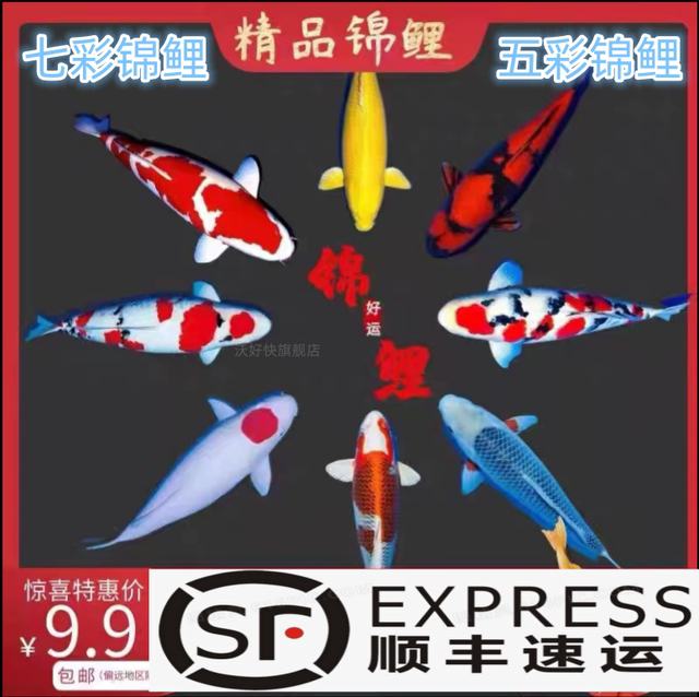 Koi Fry Goldfish Ornamental Fish Live Cold Water Premium Fresh Water ...