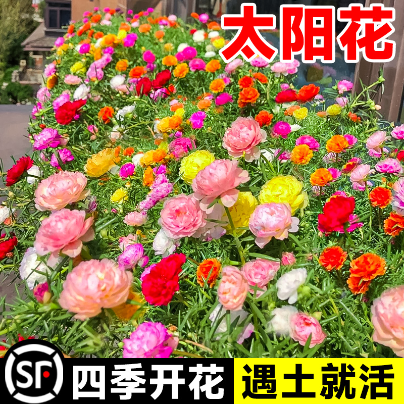 Sunflower seeds, double-petaled flower seeds, bloom in all seasons ...