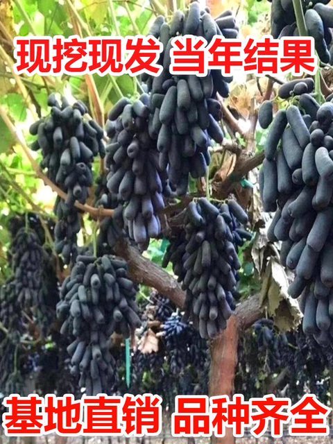 Sapphire grape vine potted ground-planted large seedlings climbing vine ...