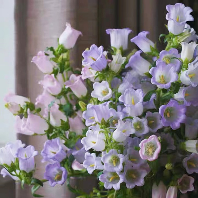 Wind chime flowers Dounan Flower Base is directly sent to Yunnan ...