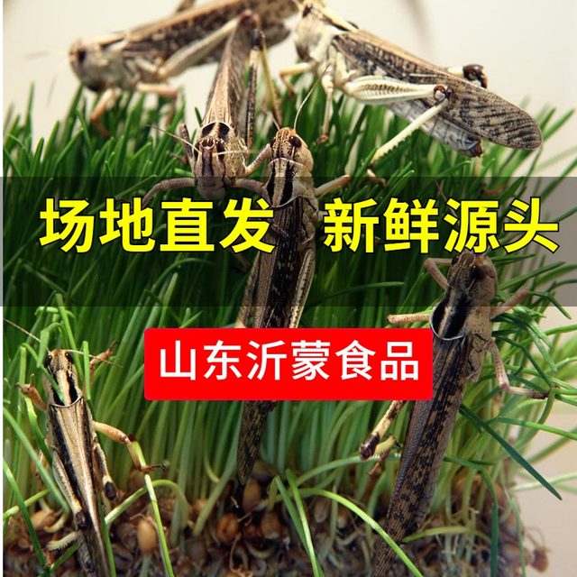 Fresh quick-frozen pure female grasshopper barbecue ingredients ...