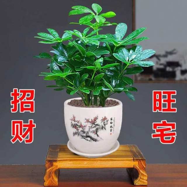 Aesculus aesculus, evergreen all year round, money coming from all ...