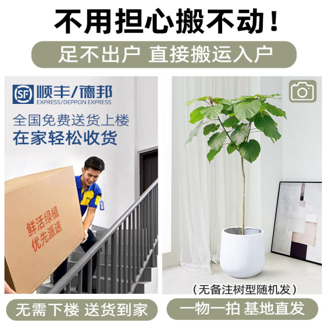 Japanese love fig heart-leaf fig potted indoor large green plant living ...