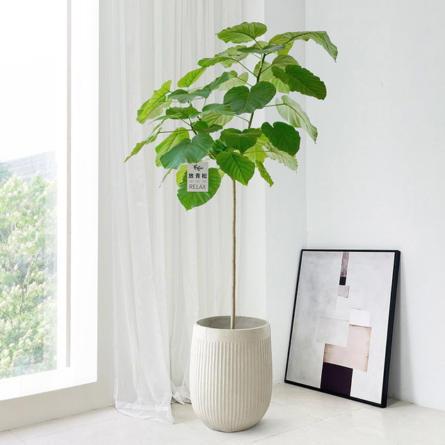 Japanese love fig heart-leaf fig potted indoor large green plant living ...