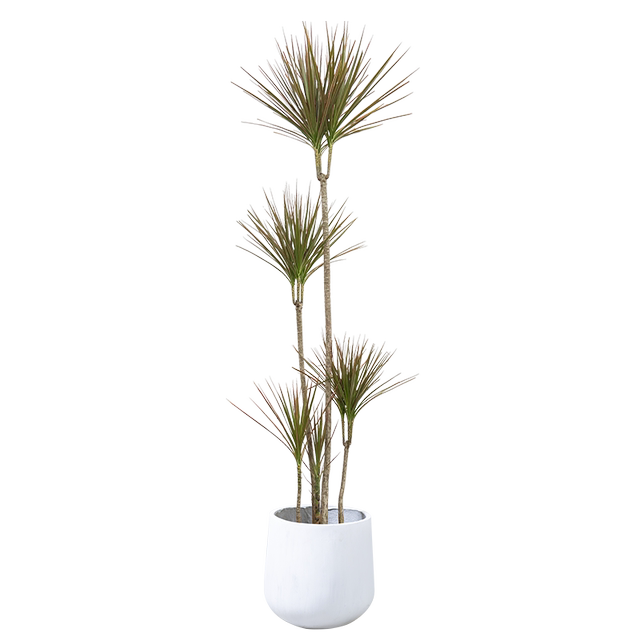 Millennium wood green plant indoor large potted colorful iron dragon ...