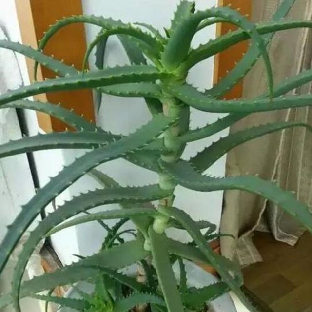 Green plants, medicinal flowers, aloe vera, wood sword, aloe vera ...
