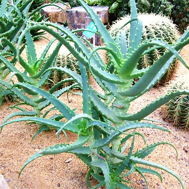 Green plants, medicinal flowers, aloe vera, wood sword, aloe vera ...