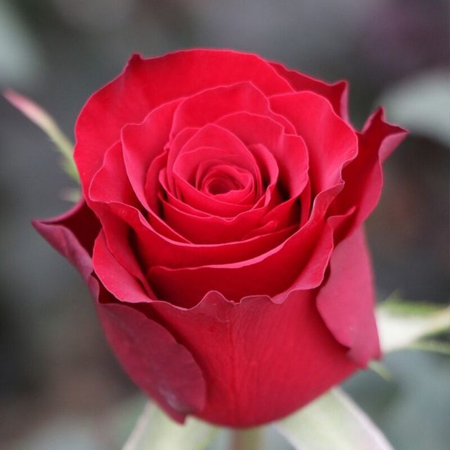New plateau red cut flower rose rose cutting flower seedlings courtyard ...