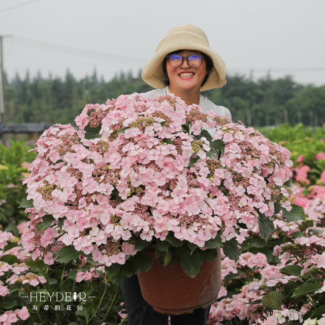 Heidi's Garden Flagship Store Hydrangea Seedlings Endless Summer Flower ...
