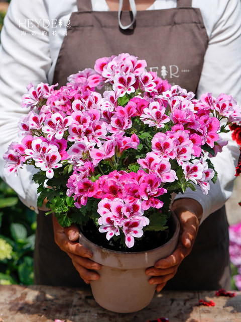 Heidi's Garden Flagship Store Geranium Flower Potted Seedlings Balcony ...