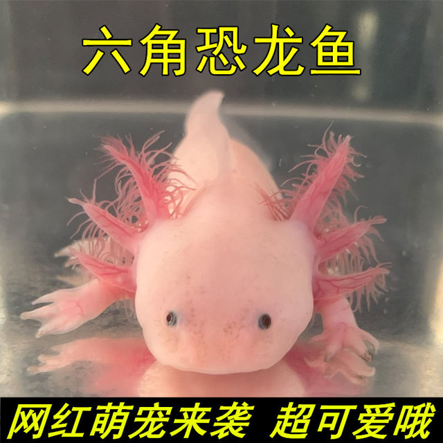 Hexagonal dinosaur, one father, one mother net red pet deep -water cold ...