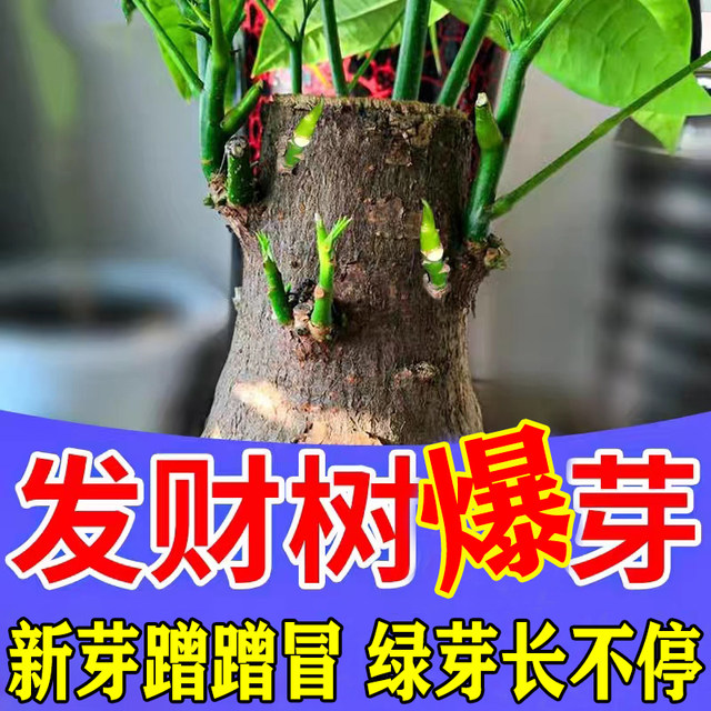 Money tree nutrient solution, plant rooting and germination accelerator ...