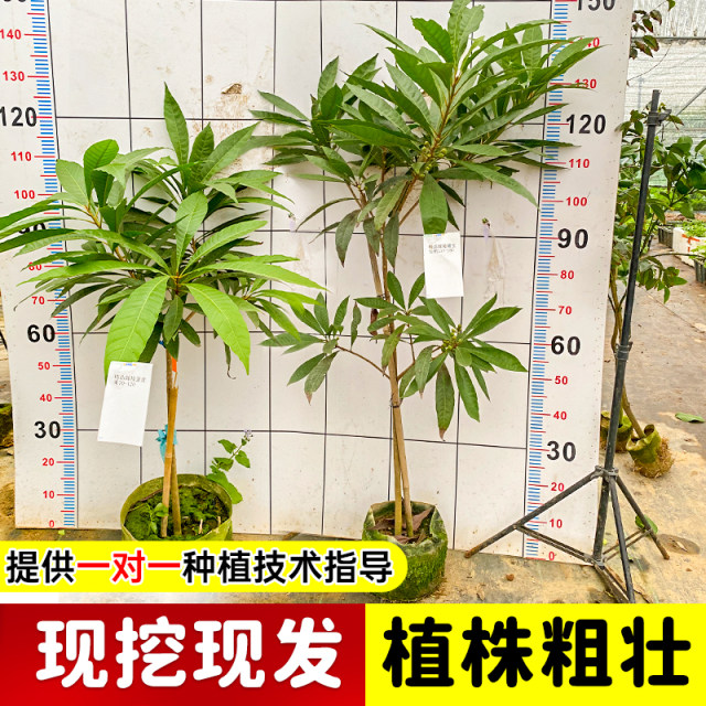 Authentic egg yolk fruit seedlings grafted onto Yaotang Xiantao fruit ...
