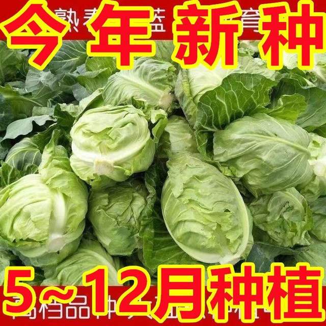 Spring and autumn extra large beef heart cabbage lotus white seed ...