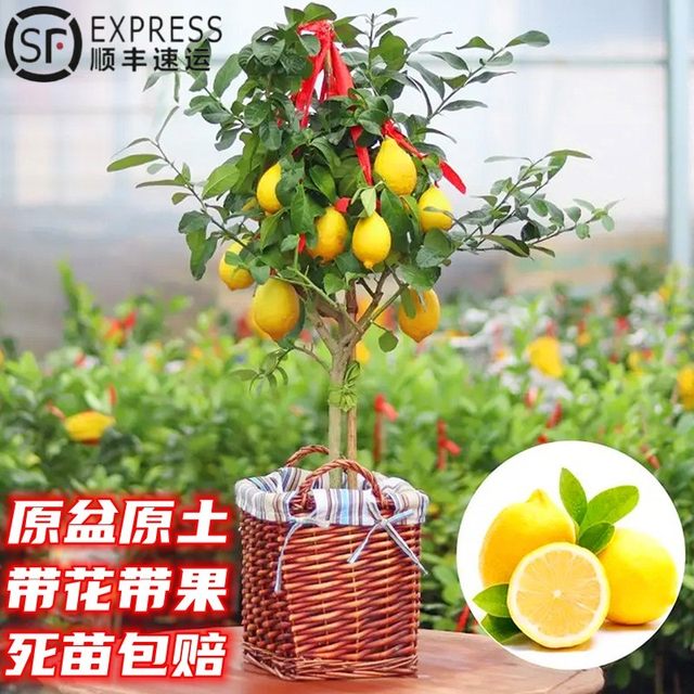 Taiwan Four Seasons Perfume Lemon Seedlings Guangdong Seed Seeds Grassy ...