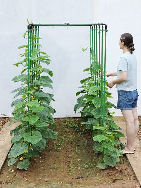 Cucumber climbing stand beans and watermelon green bean rack rod plant ...