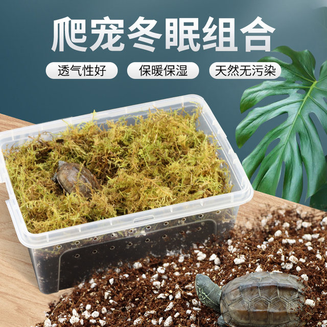 Tortoise tortoise Brazilian tortoise hibernation supplies coconut soil ...