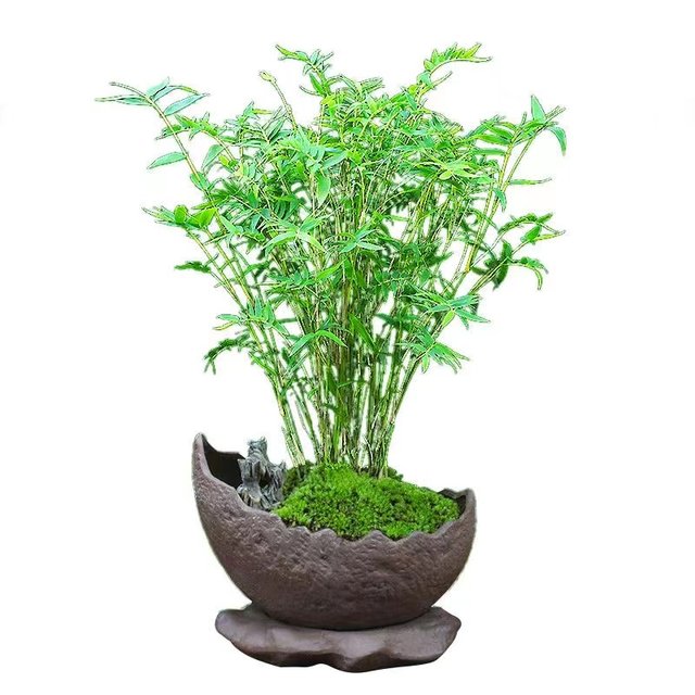 Hydroponic plant rice bamboo potted plant indoor with root water-raised ...