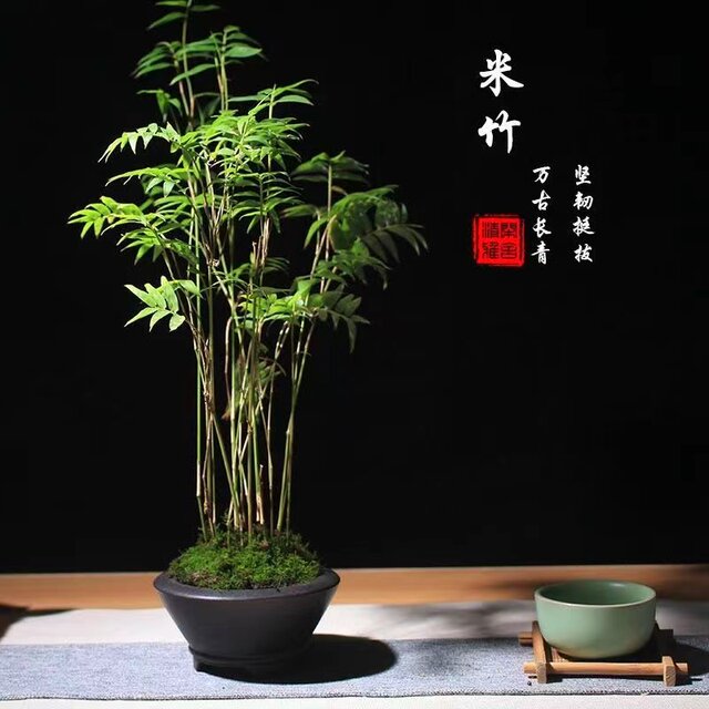 Hydroponic plant rice bamboo potted indoor water-raised phoenix tail ...