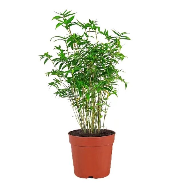 Hydroponic rice bamboo potted rich bamboo green plant Monstera ...