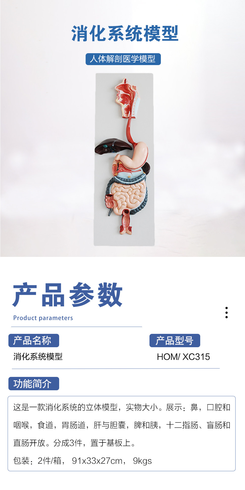 Hongmo digestive system three-dimensional course visual teaching aid ...
