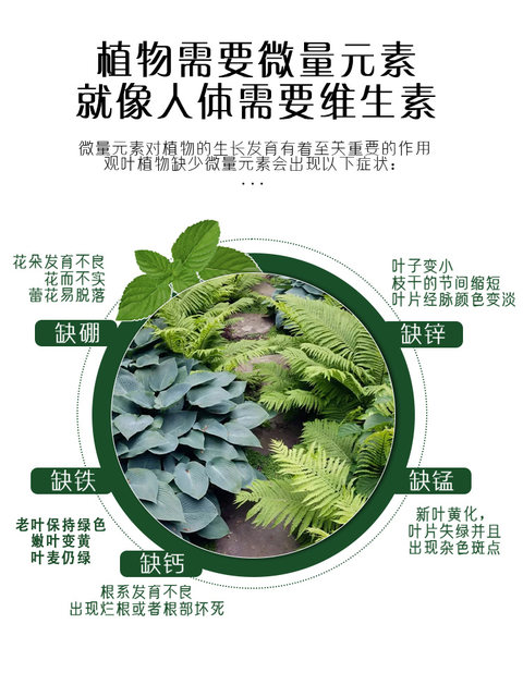 Strong rooting powder plant universal fruit tree transplanting cuttings ...