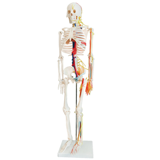 Human spine skeleton structure disassembly medical bones whole body ...