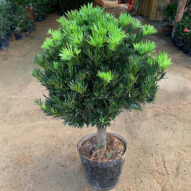 Tocón de árbol bonsái - Altura del pino 50-60cm pino negro | Huafu