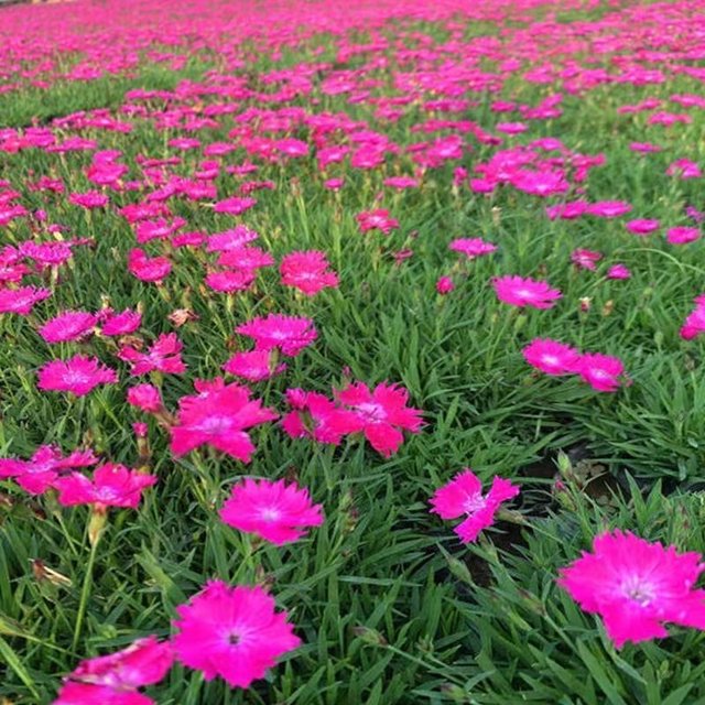 Dianthus seed lawn seedlings, flower seeds, flower seedlings, potted ...
