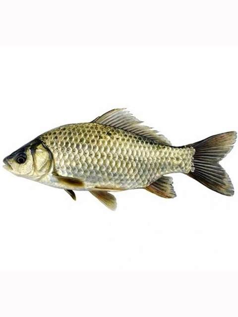 Golden Crucian Carp Fry Zhongke No.5 Project Xiangyun Crucian Carp High ...