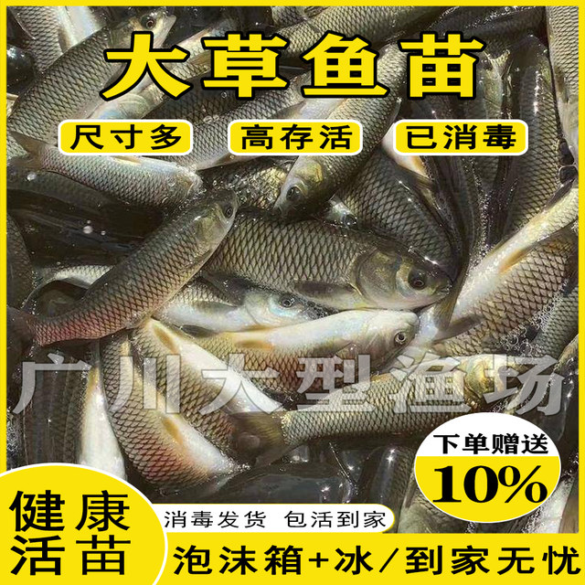 Large Grass Carp Fry, Crispy Crucian Carp Fry, Flower Carp, White Carp ...