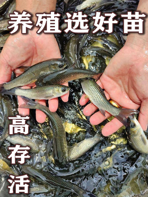 Large Grass Carp Fry, Crispy Crucian Carp Fry, Flower Carp, White Carp ...