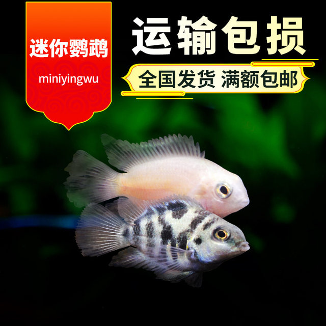 Mini parrot white gold blue parrot fish ornamental fish living tropical ...