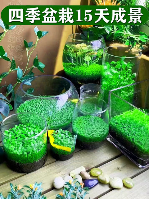 Aquatic seeds ecological glass bottle real plant seeds potted ...