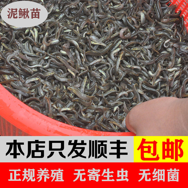 Taiwan loach seedlings live feeding turtle arowana fishing green loach ...