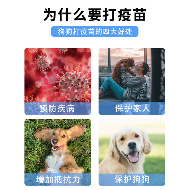 Intervet Dog Vaccine Quadruple Dog Vaccine Two-part Vaccine Puppy ...