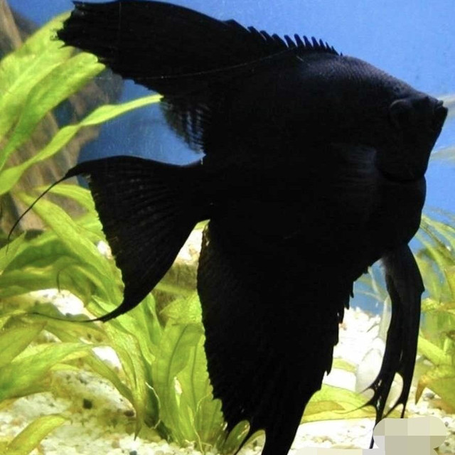 Colorful angelfish pet angelfish black fairy ink swallow black ...