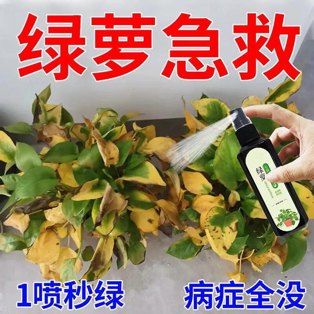 Pothos nutrient solution specializes in treating yellow leaves, rotten ...
