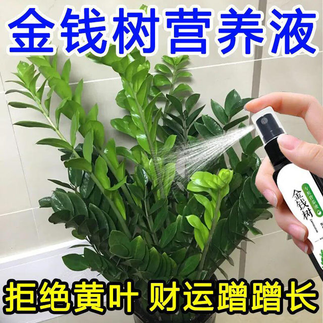 Money tree nutrient solution to prevent yellow leaves and fallen leaves ...