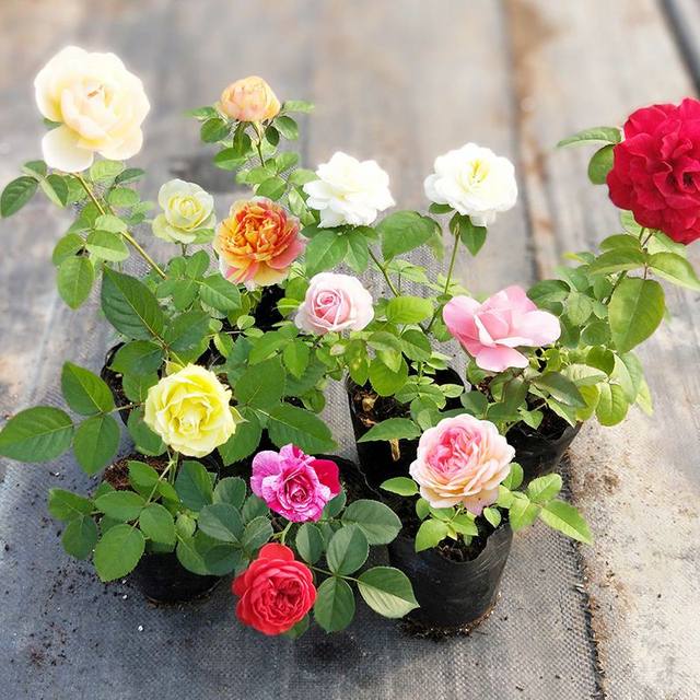Rose flower seedlings juice balcony can be potted in all seasons roses ...