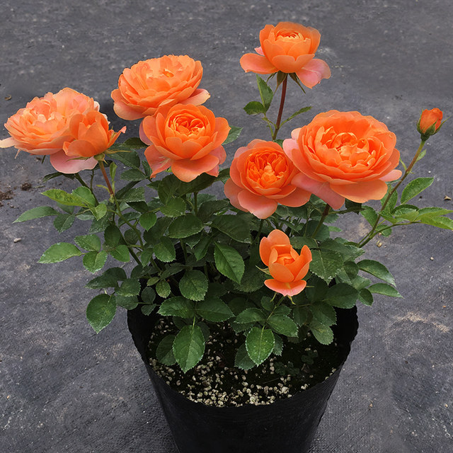 Rose flower seedlings juice ballast Potted vine climbing vine flowers ...