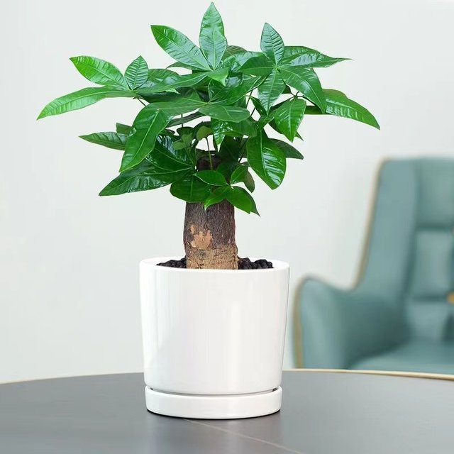 Money tree small potted money flower tree in the office, pothos, rich ...