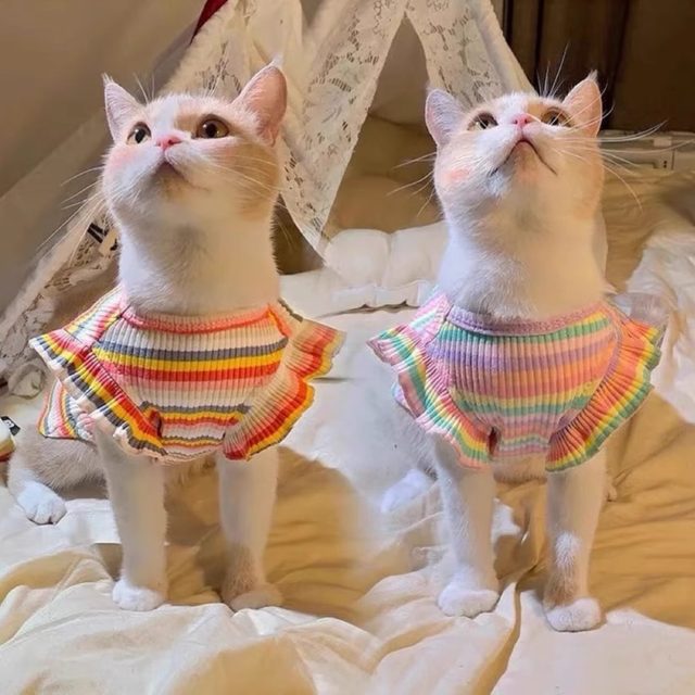 Flying sleeve cat clothes, spring and summer cute dog clothes, short ...