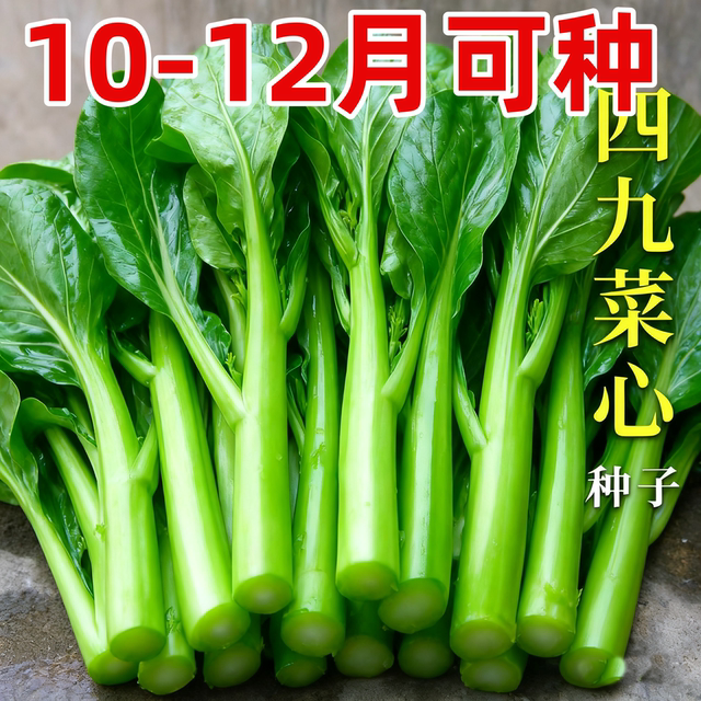 Guangdong Sijiu Vegetable Heart Seeds Sowed Sweet Red Cooked Moss Quick ...