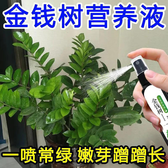 Special nutrient solution for money tree, yellow leaves, rotten roots ...