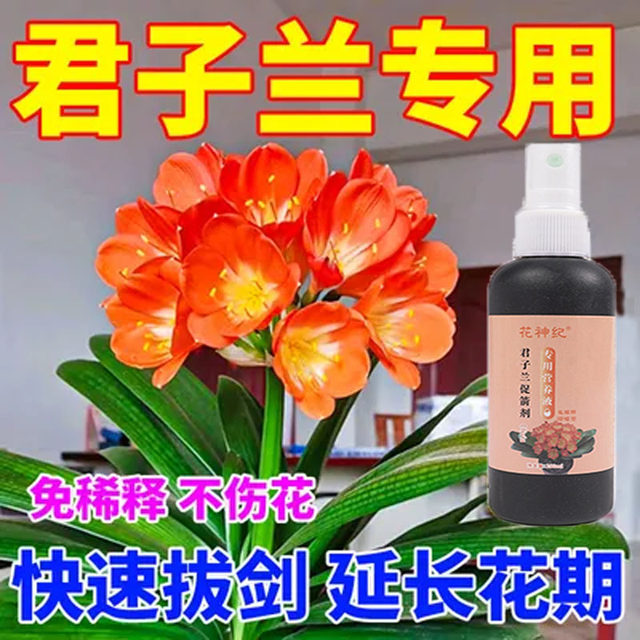 Clivia accelerator, flower nutrient solution, flower-promoting arrow ...