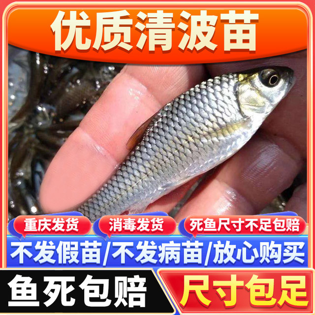 Qingbo fish fry Chinese piercing 鳞 鱼 fish freshwater breeding special ...